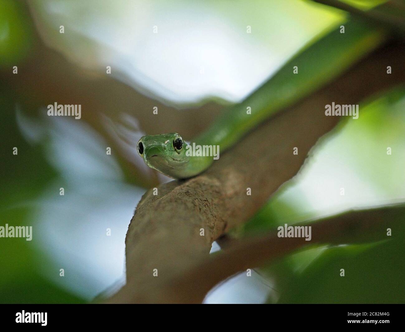 sinuous African Green Water Snake (Philothamnus hoplogaster) looks at ...