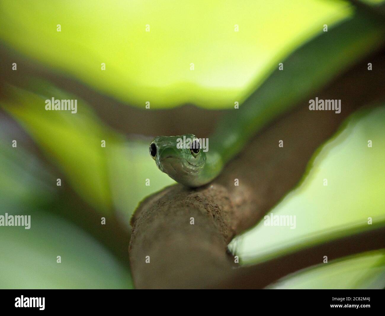 sinuous African Green Water Snake (Philothamnus hoplogaster) looks at ...