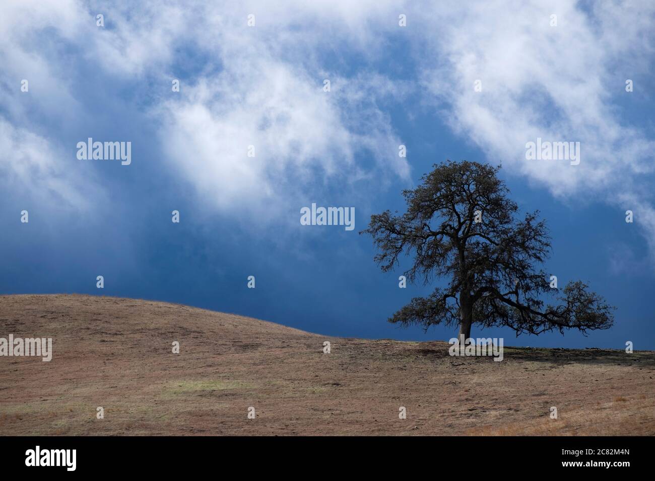 Single isolated oak tree in a brown field during a storm in Central ...