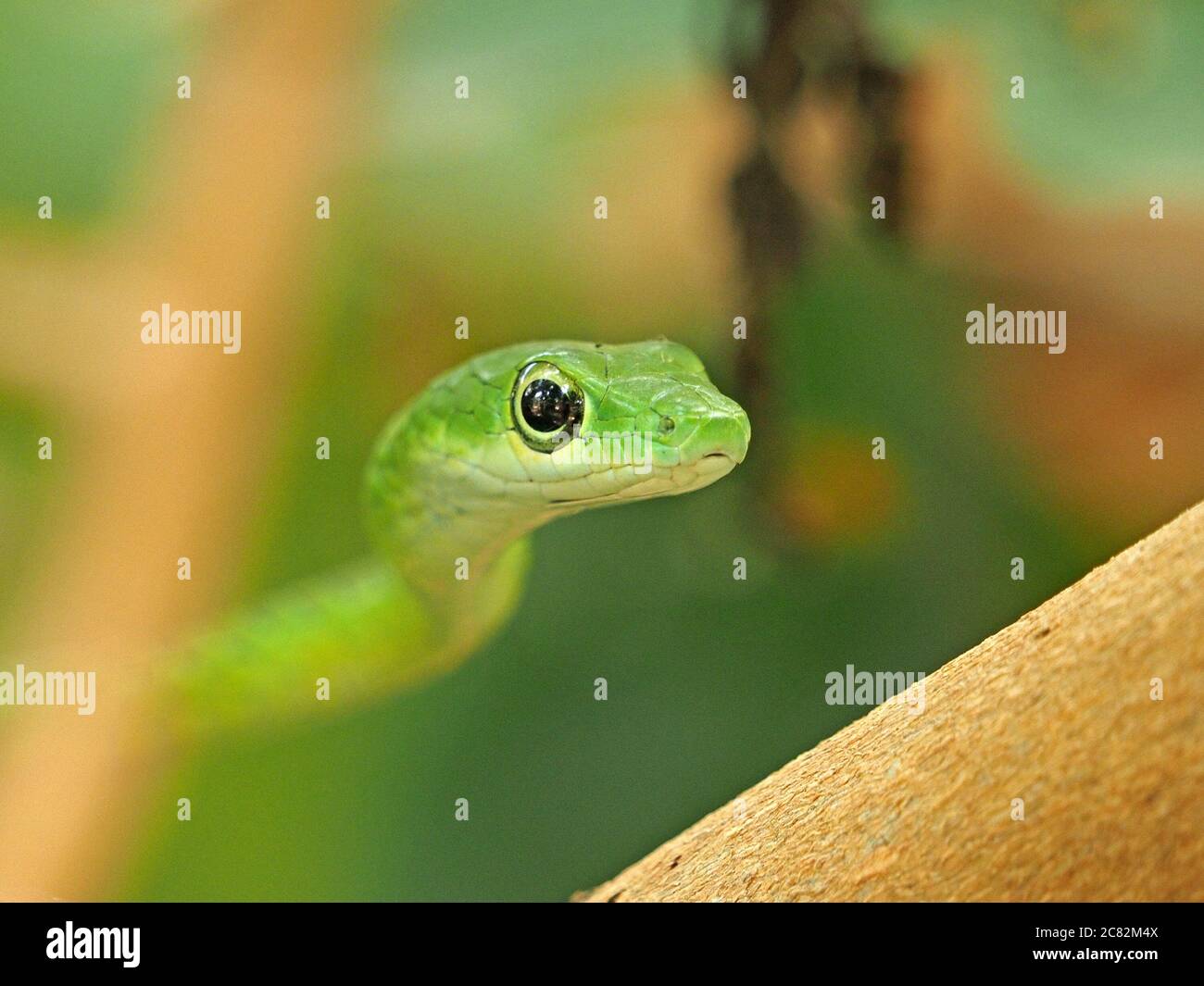 sinuous African Green Water Snake (Philothamnus hoplogaster) with ...