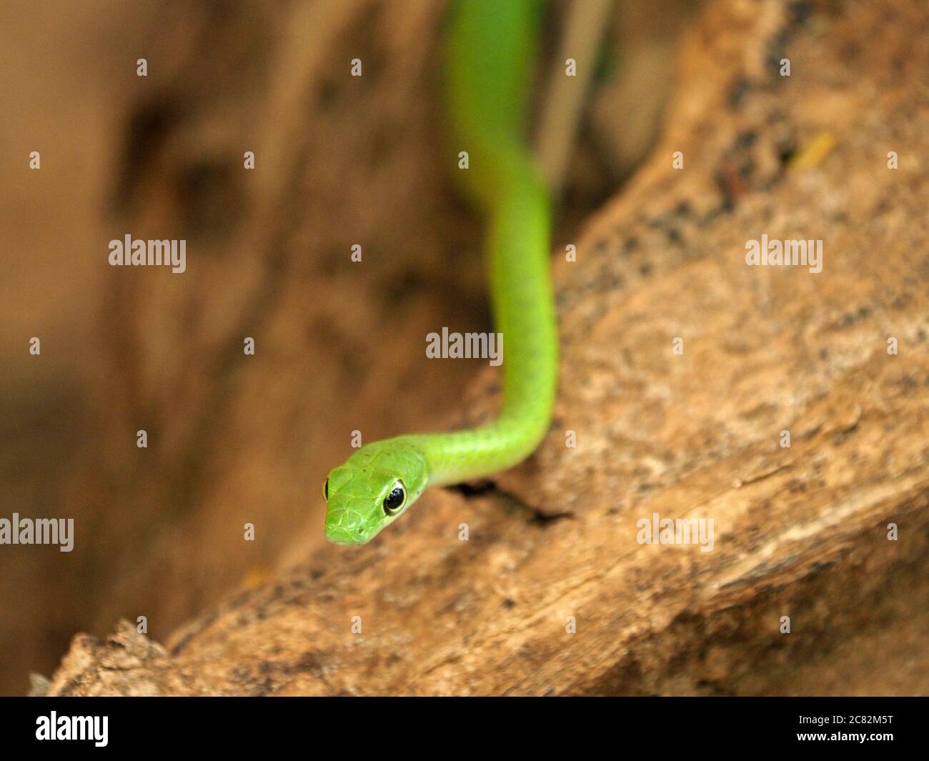 sinuous African Green Water Snake (Philothamnus hoplogaster) with ...