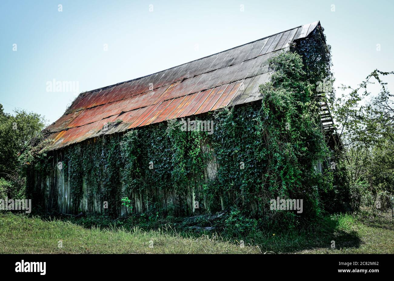Kudzu vines climbing to overtake an old abandoned wooden barn with tin ...