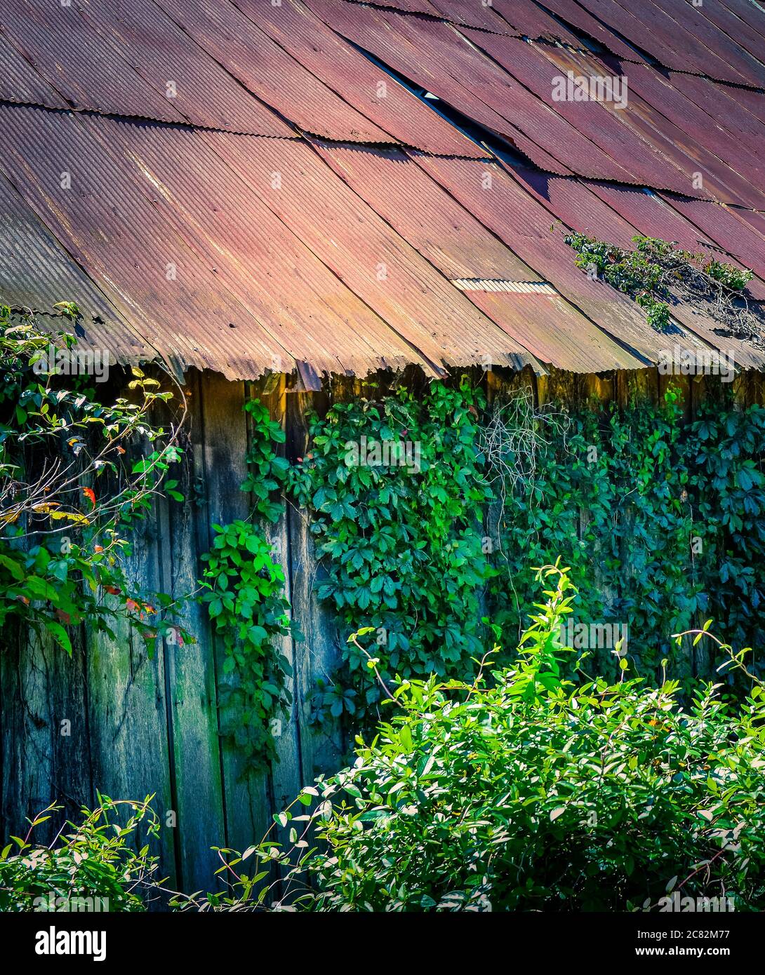 Invasive kudzu covers the south hi-res stock photography and images - Alamy