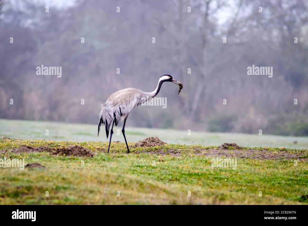 Crane. Nature habitat background. Bird: Common Crane. Grus grus Stock ...