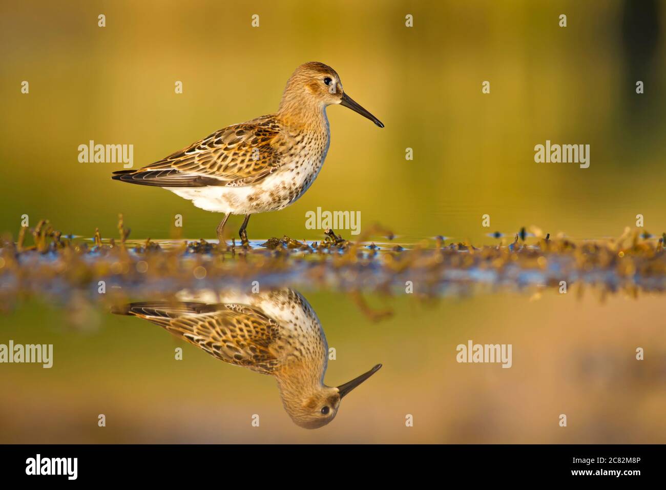 Water nature and bird. Common water bird: Ruff. Philomachus pugnax ...