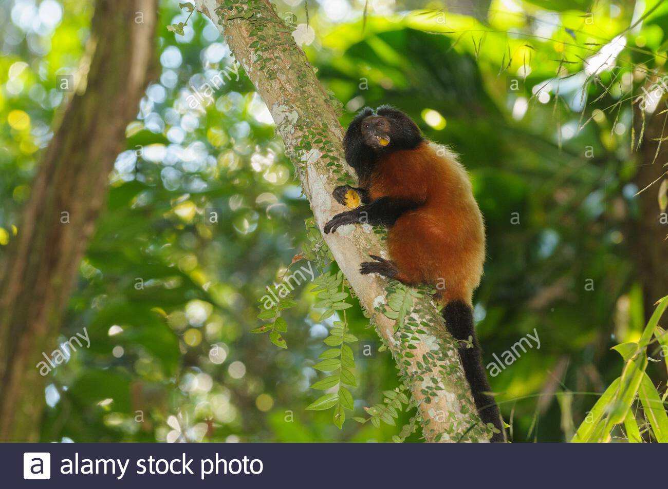 Conservation Of Endemic Species High Resolution Stock Photography and ...