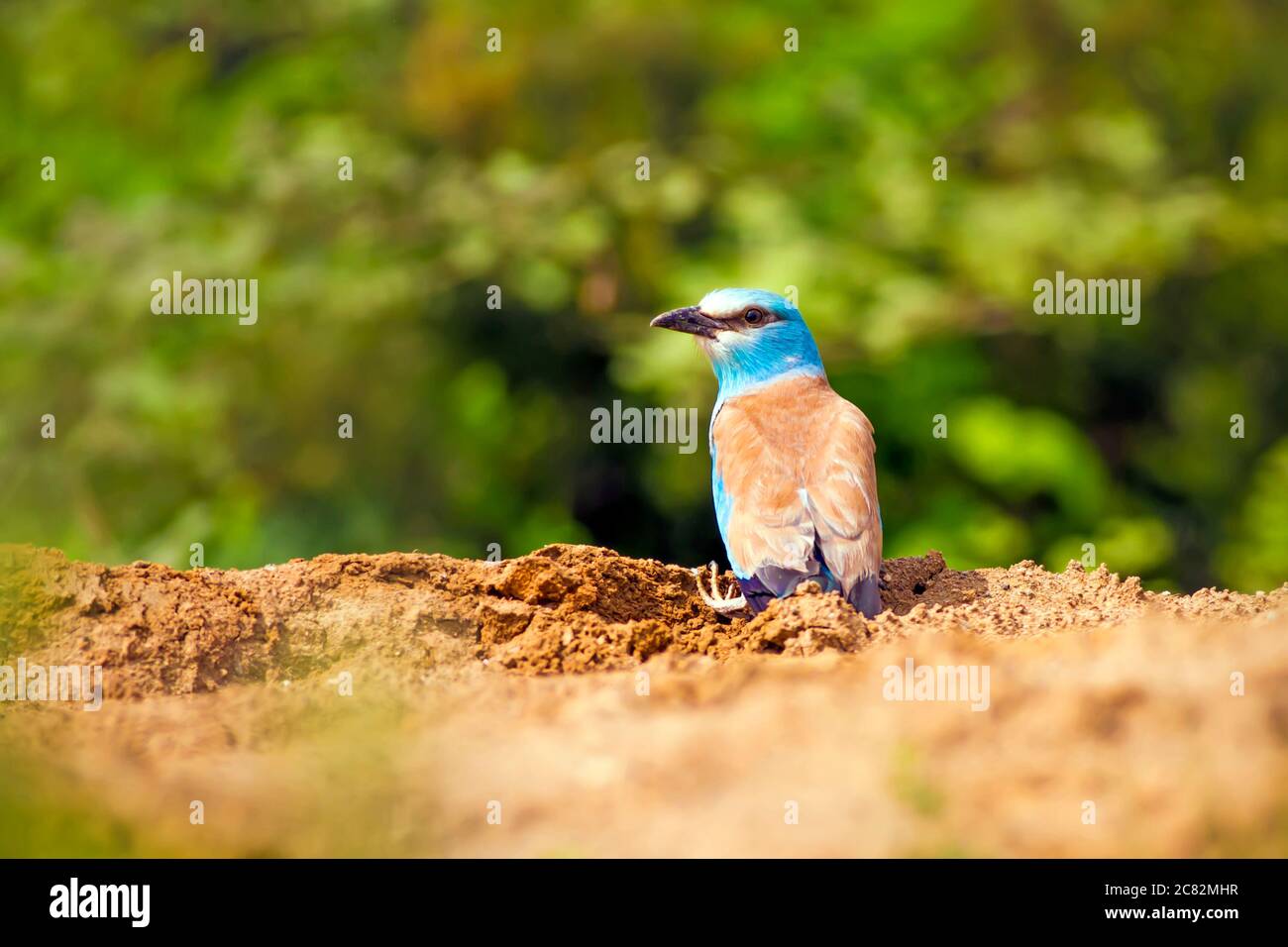 Nature and bird. Common birds. Natural background Stock Photo - Alamy
