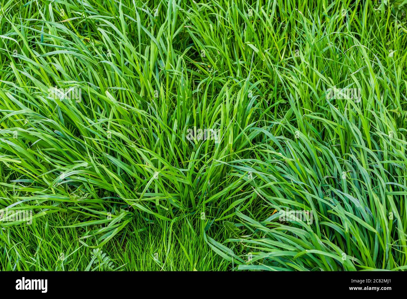 simple green summer grass at soft cloudy day light background Stock ...
