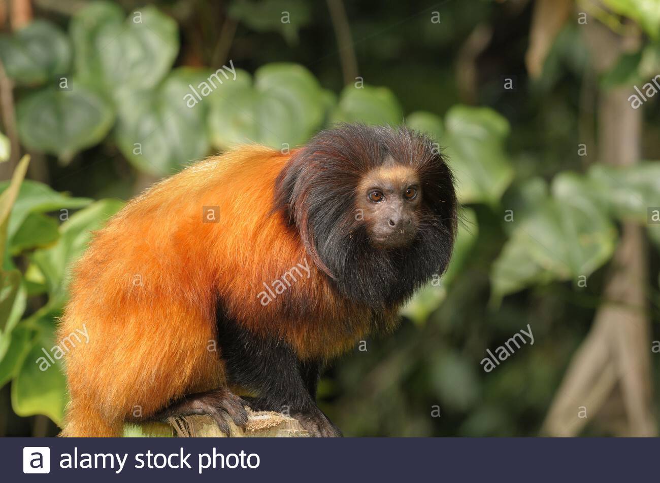 Conservation Of Endemic Species High Resolution Stock Photography and ...