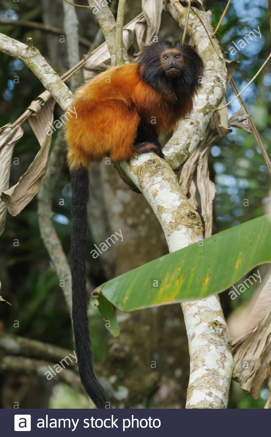 Conservation Of Endemic Species High Resolution Stock Photography and ...
