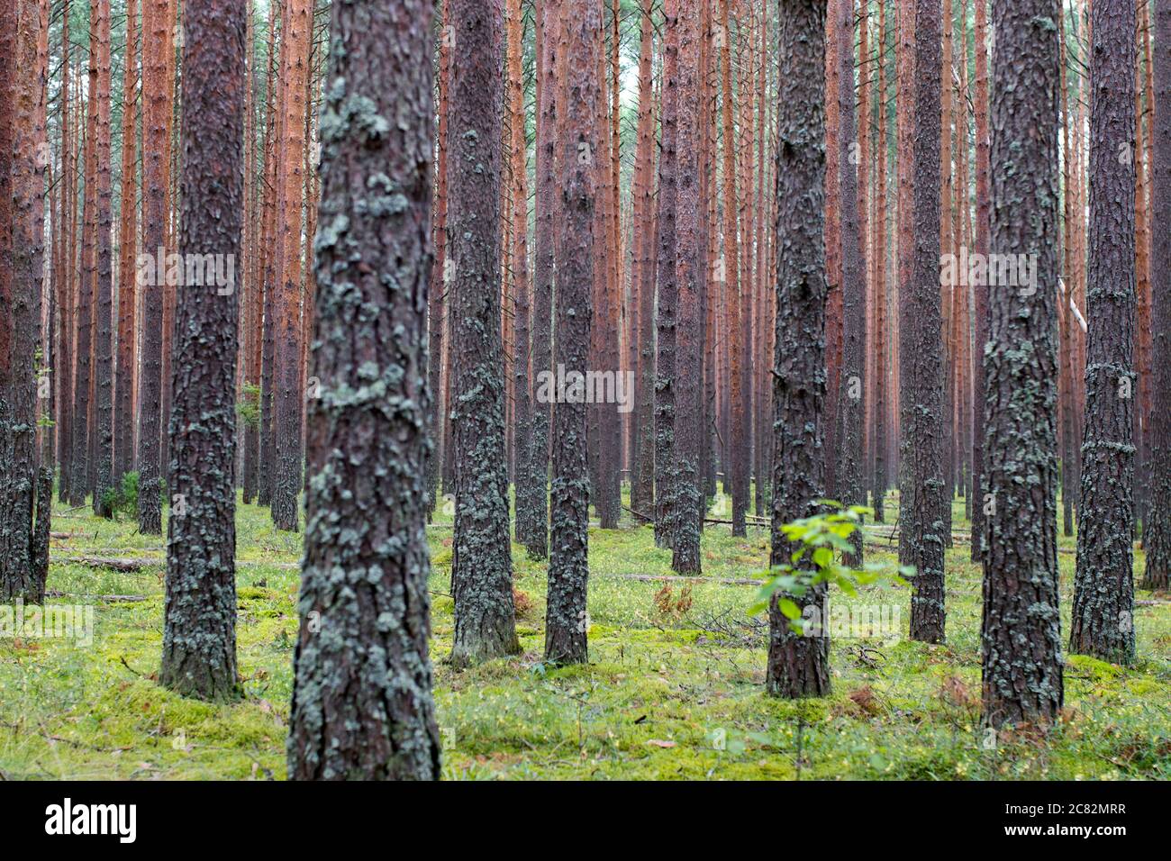 Repetitive rows of pines in a pine forest. Blueberry forest. Wallpaper ...