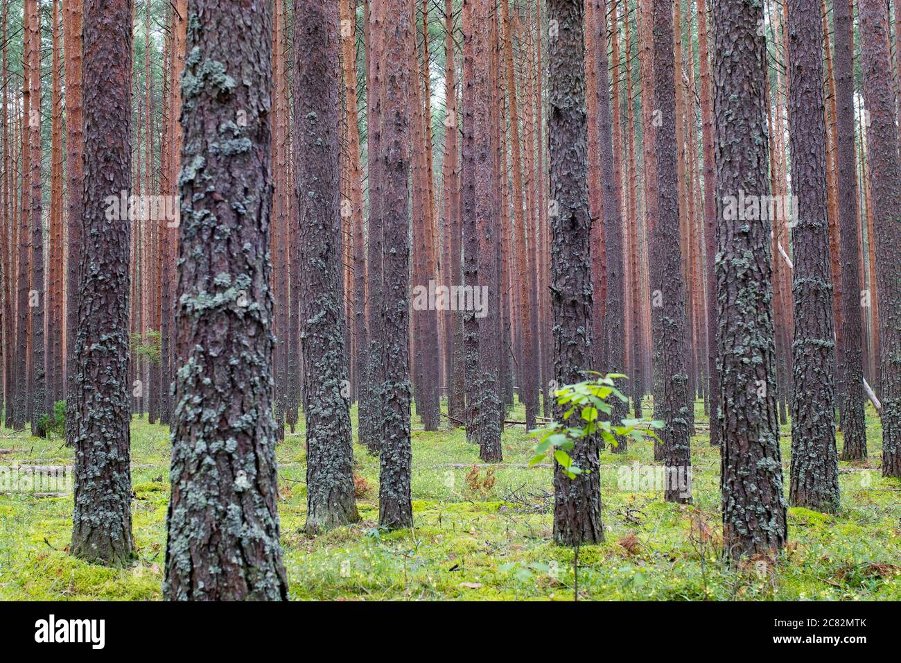 Repetitive rows of pines in a pine forest. Blueberry forest. Wallpaper ...