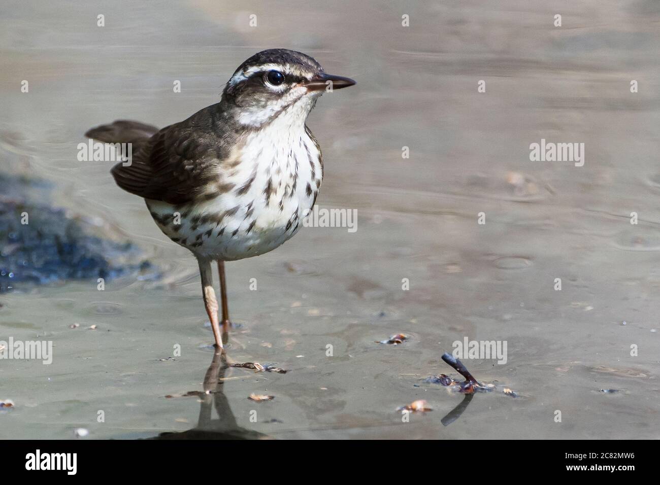 Waterthrushes High Resolution Stock Photography and Images - Alamy