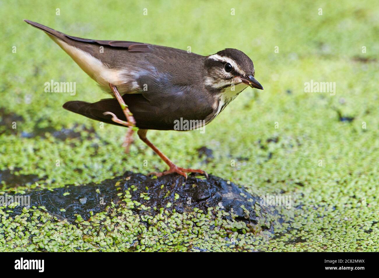 Waterthrushes High Resolution Stock Photography and Images - Alamy