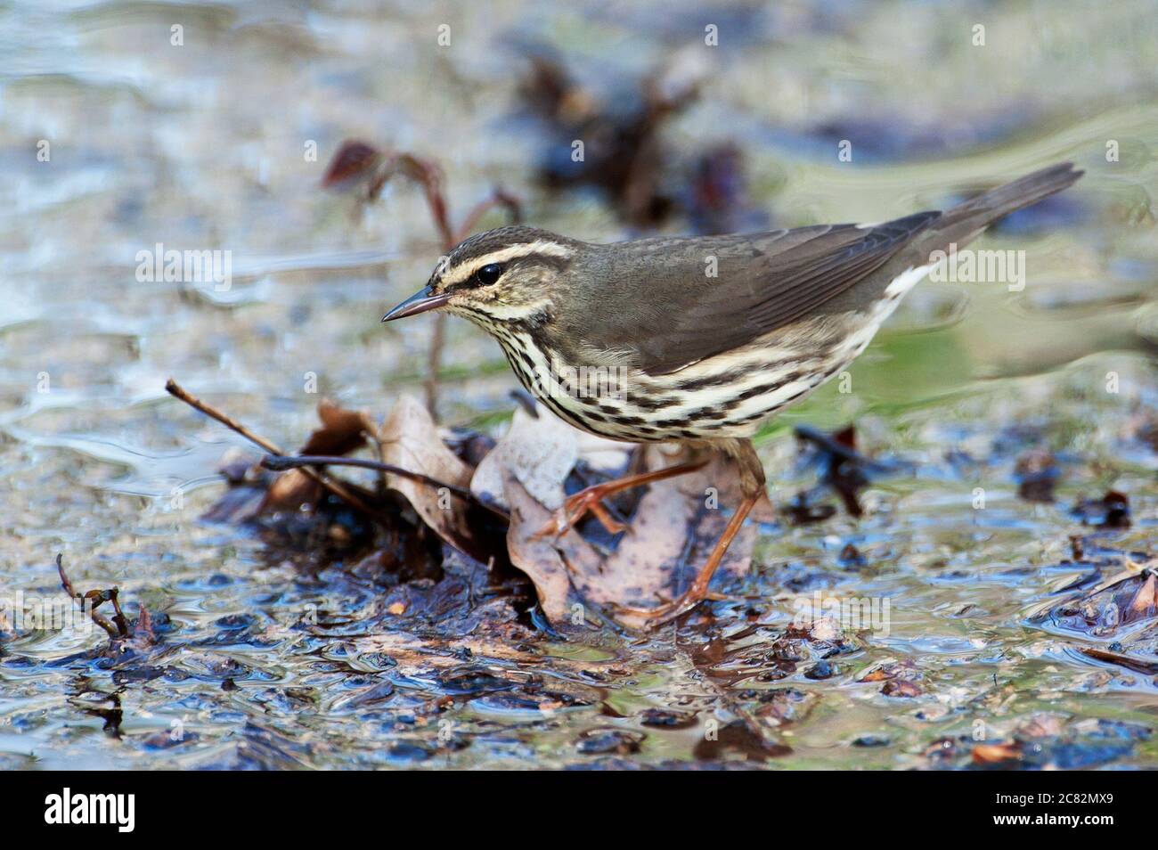 Waterthrushes hi-res stock photography and images - Alamy