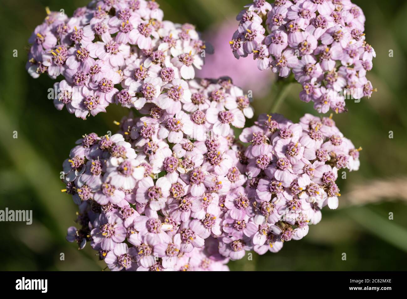 Yarrow (Achillea millefolium), wild flower, UK Stock Photo - Alamy