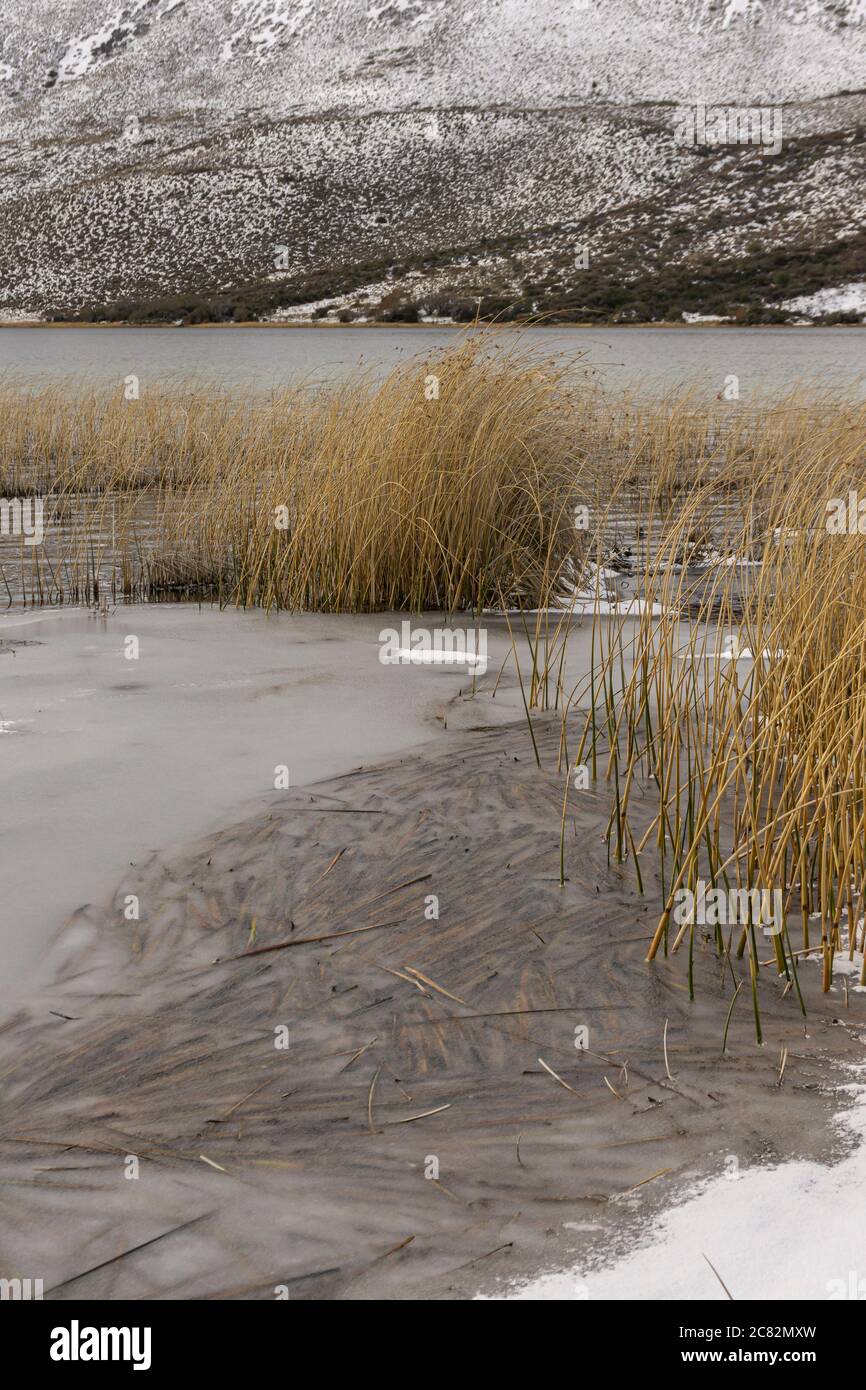 Reeds frozen on the lake shore during winter season in Patagonia Stock ...