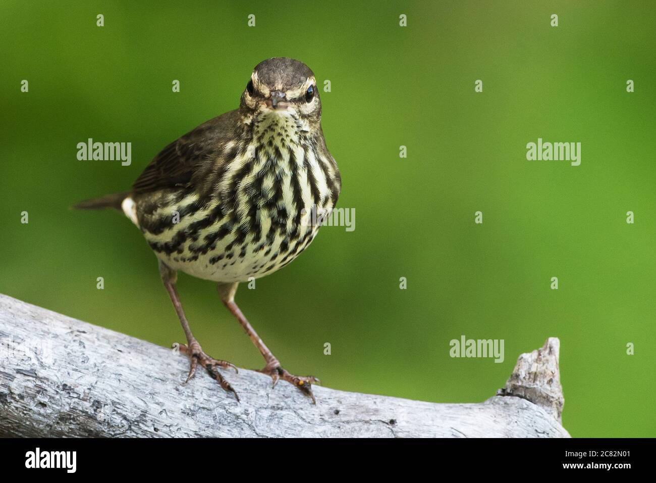 Waterthrushes High Resolution Stock Photography and Images - Alamy