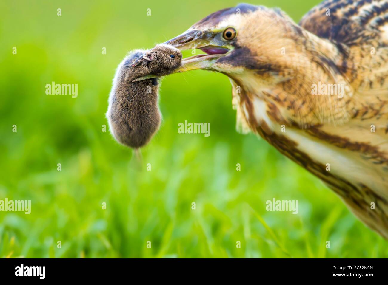 Bittern and its hunt. Green nature background. Bird: Eurasian Bittern ...