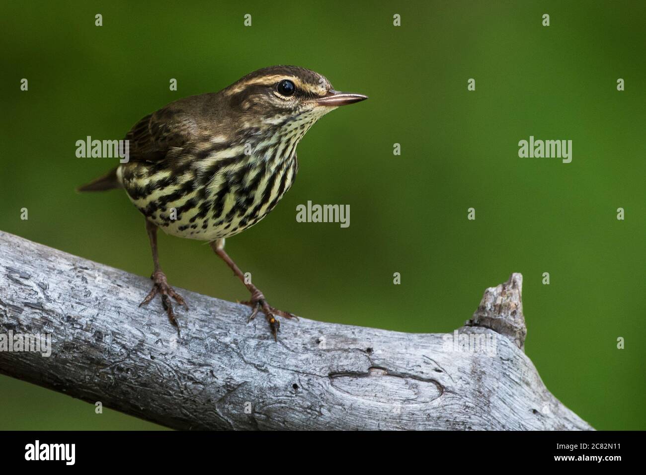 Northern waterthrush hi-res stock photography and images - Alamy