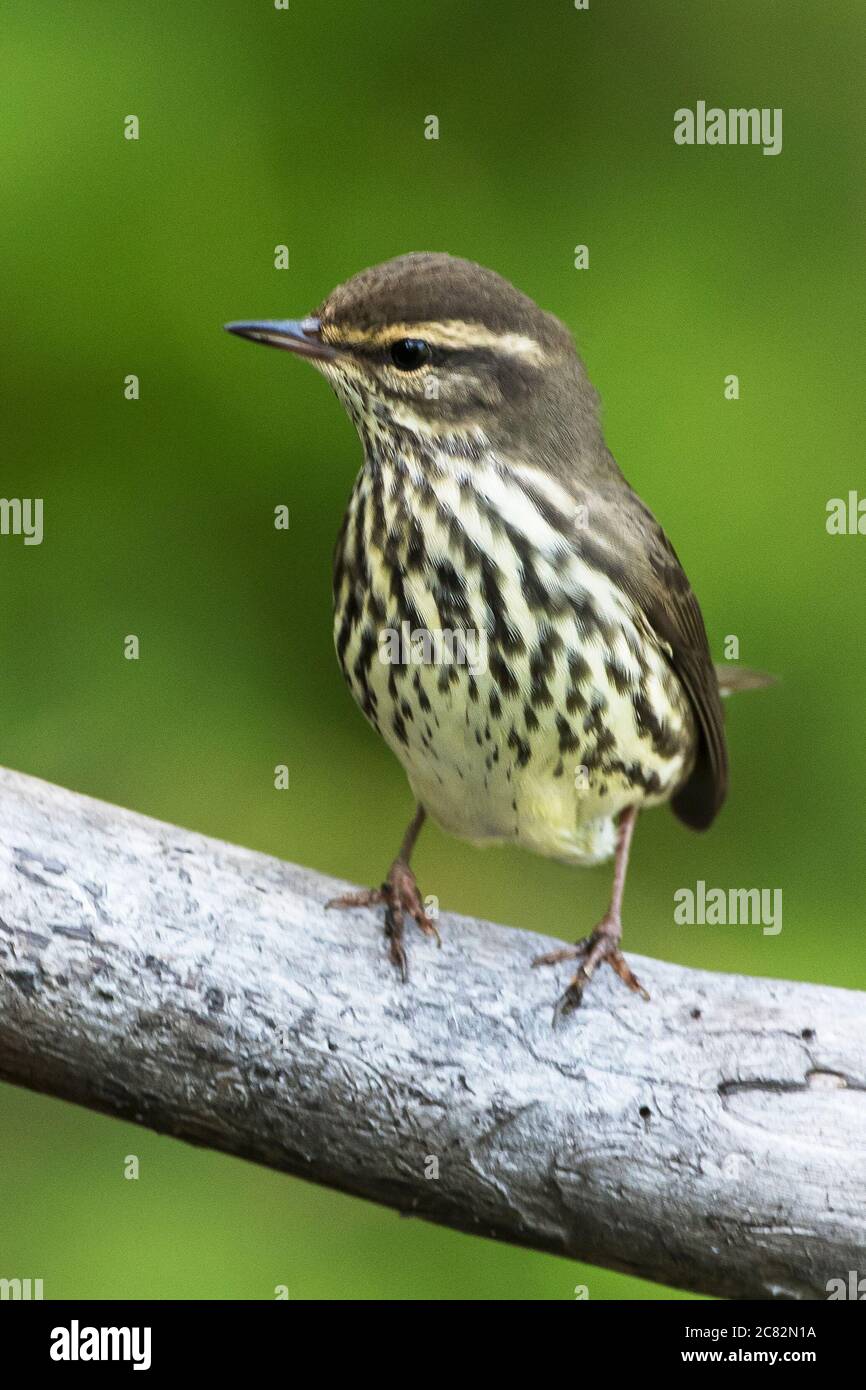 Waterthrushes hi-res stock photography and images - Alamy