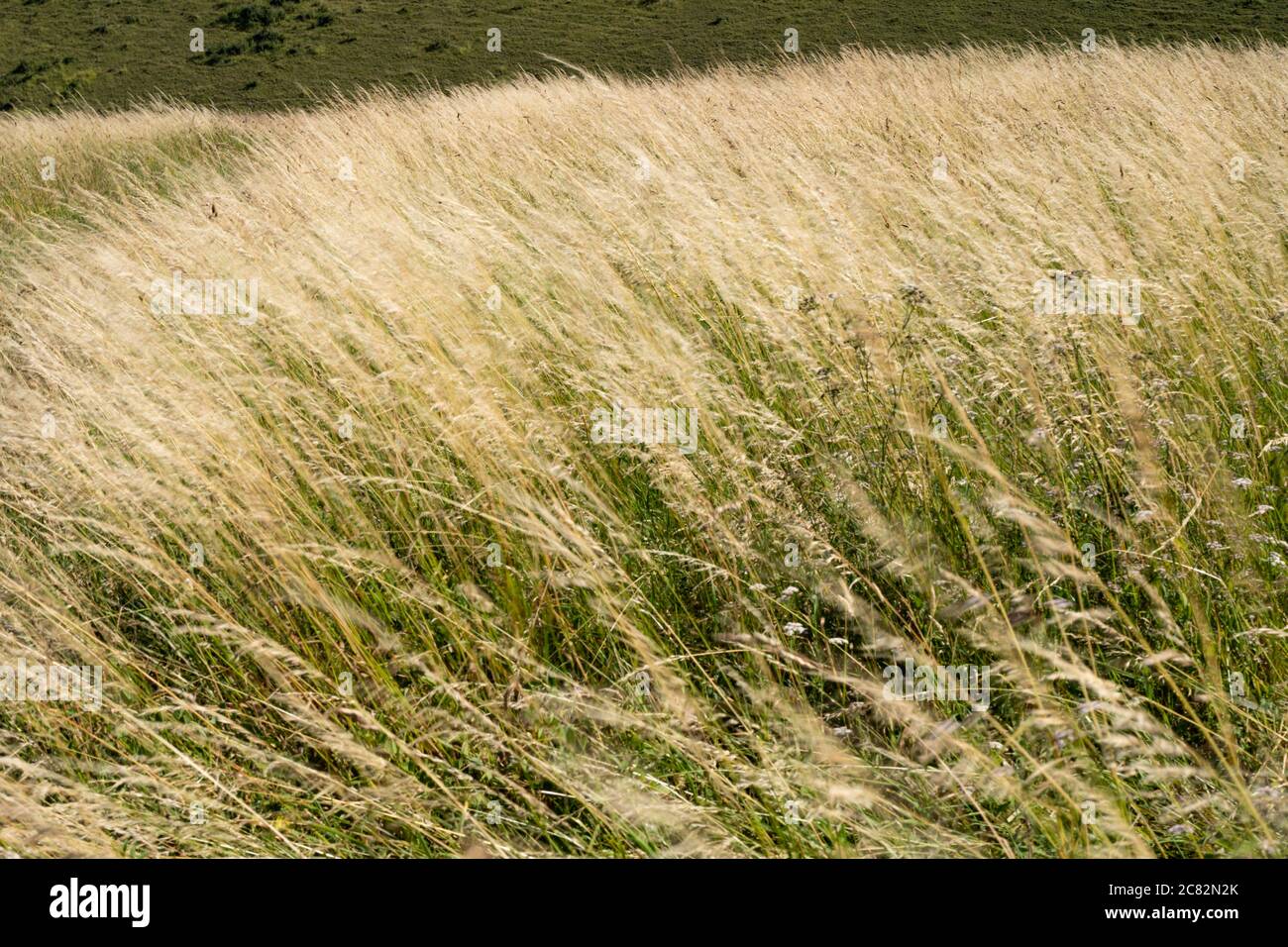 Long uncut grass hi-res stock photography and images - Alamy