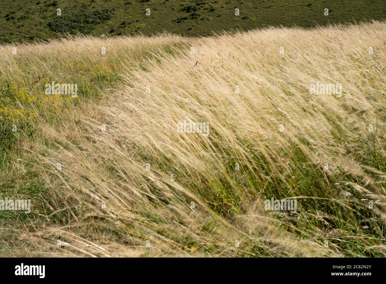 Long uncut grass hi-res stock photography and images - Alamy