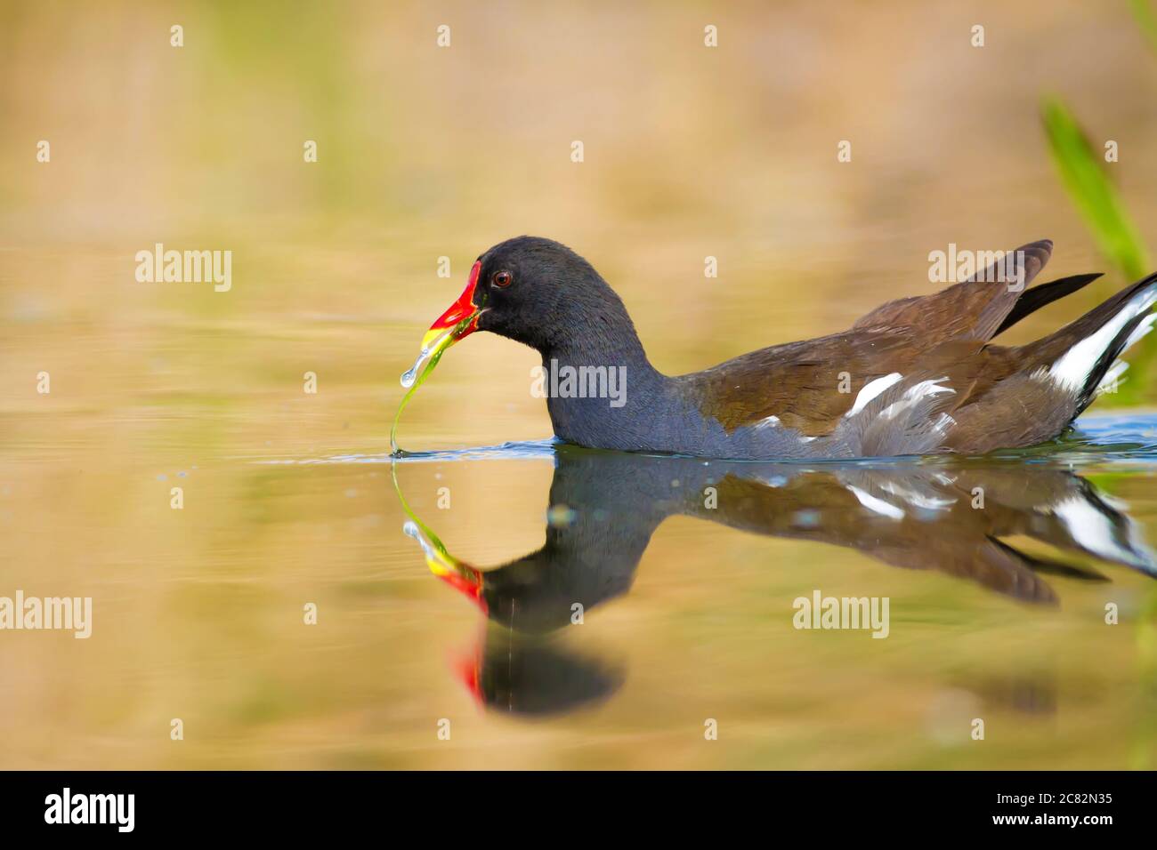 Cute water bird and lake habitat. Bird: Common Moorhen. Gallinula ...