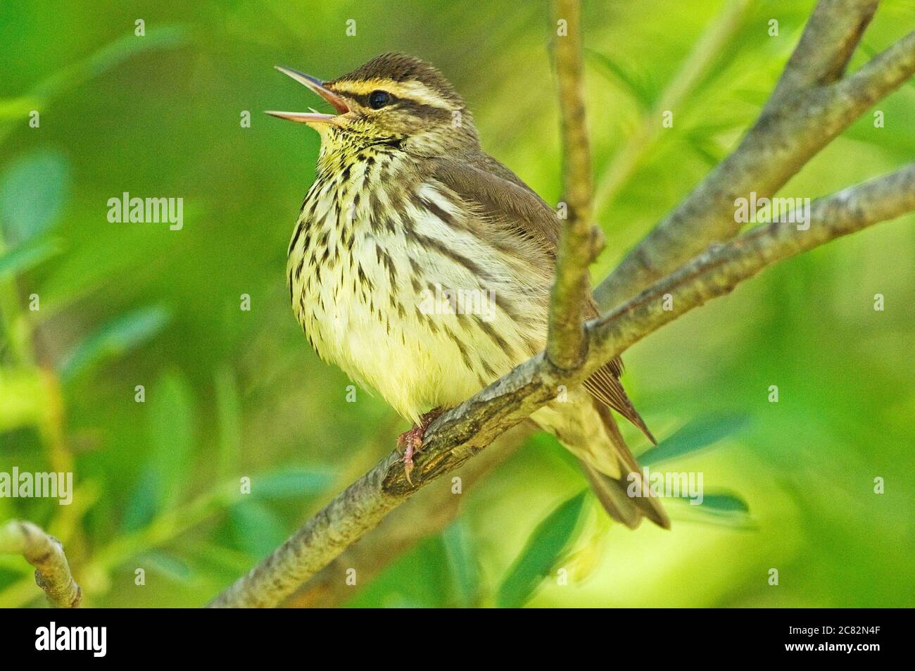 Waterthrushes hi-res stock photography and images - Alamy
