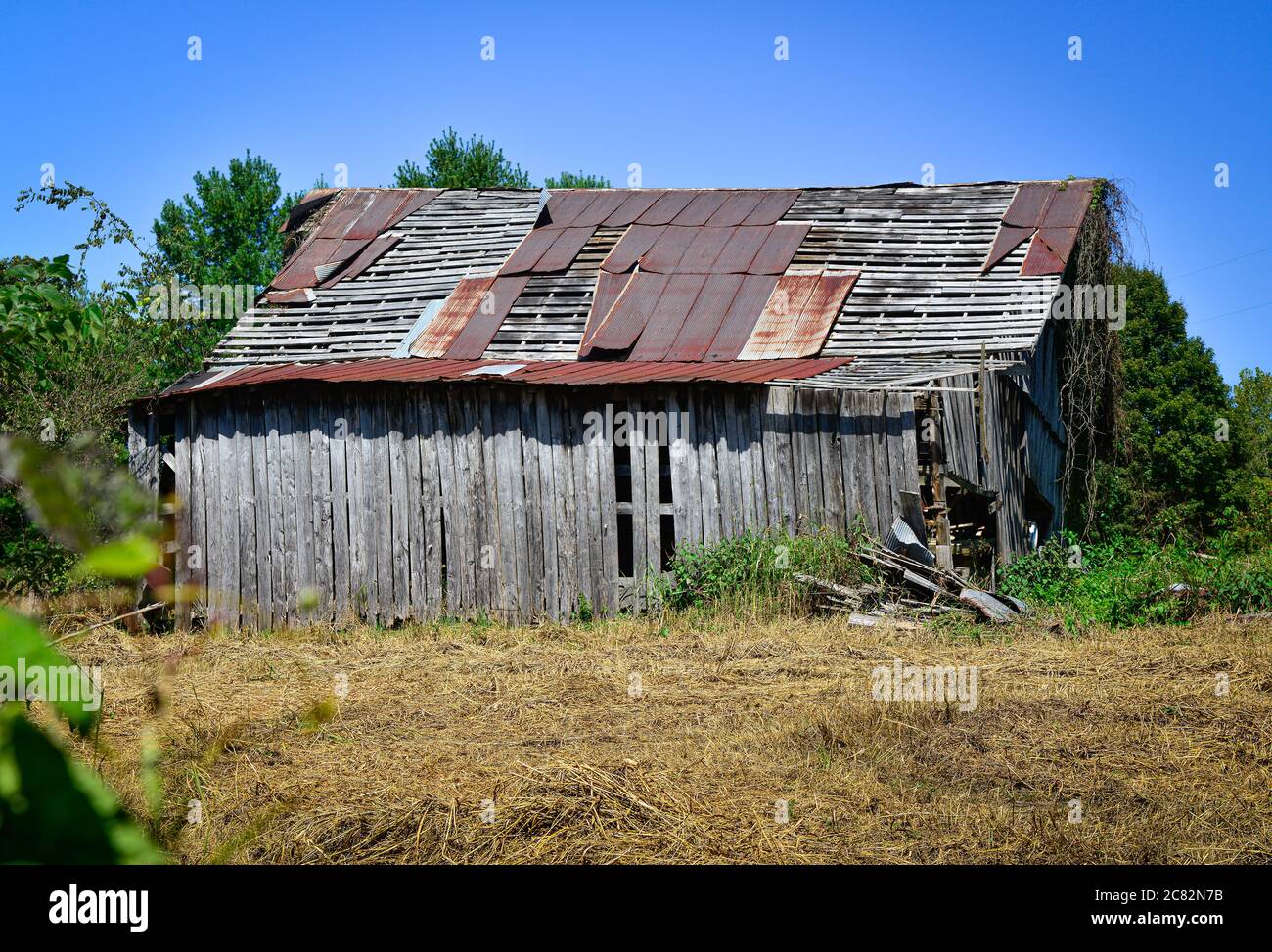 Invasive kudzu covers the south hi-res stock photography and images - Alamy