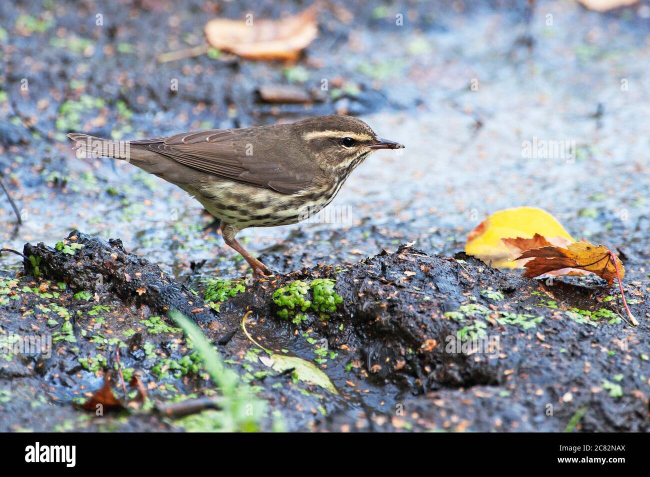 Waterthrushes High Resolution Stock Photography and Images - Alamy
