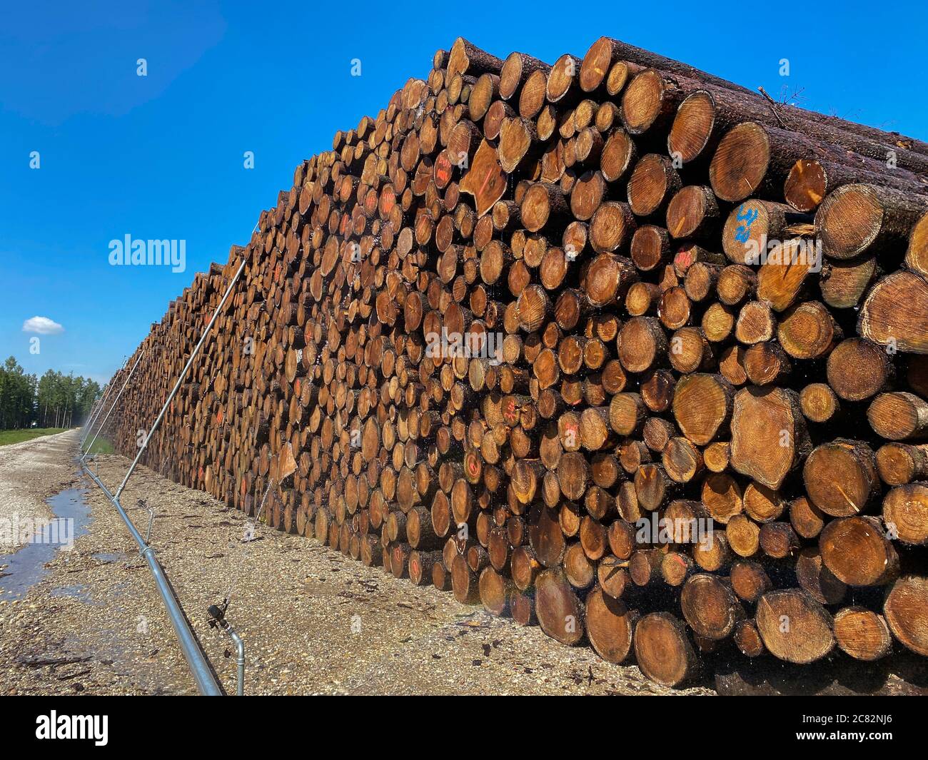 Storage of irrigated tree logs Stock Photo - Alamy