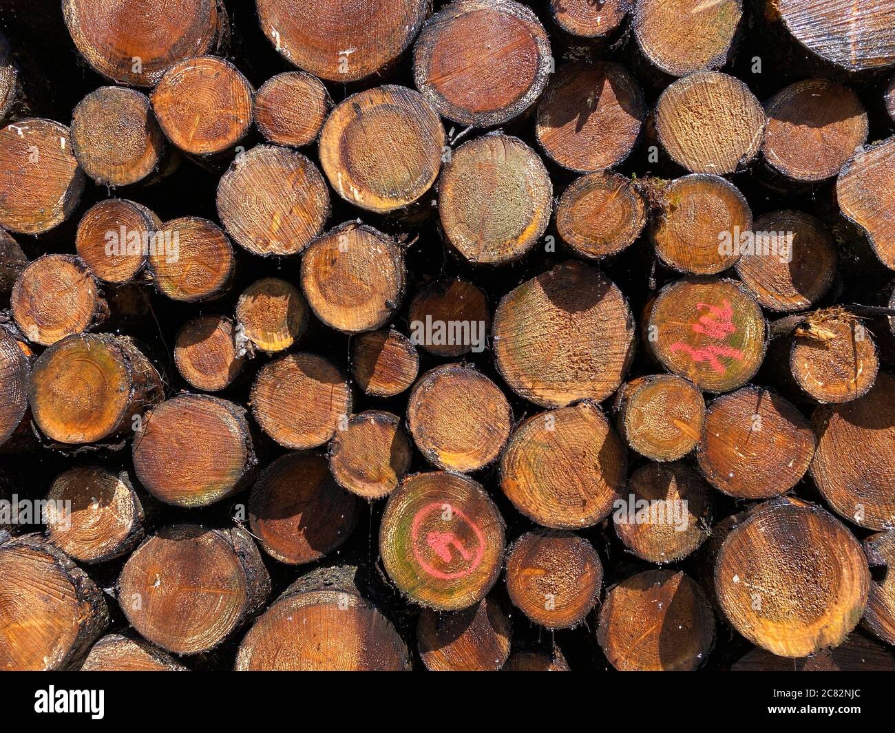 Logs timber industry trunks stacked hi-res stock photography and images ...