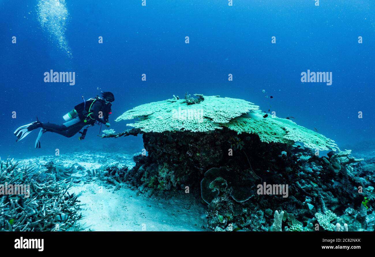 Scuba diver exploring coral at the Great Barrier Reef Stock Photo - Alamy