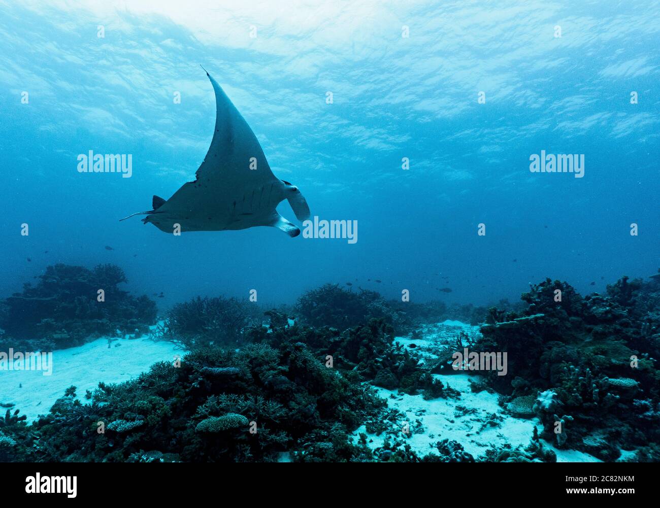 Great barrier reef manta rays hi-res stock photography and images - Alamy
