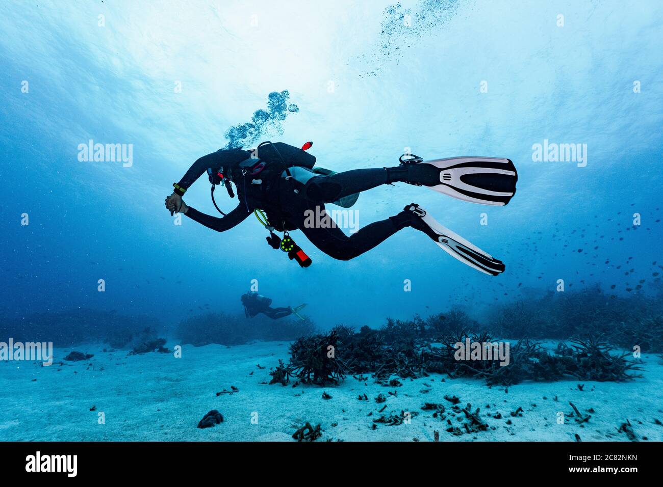 Scuba diver exploring the Great Barrier Reef Stock Photo - Alamy
