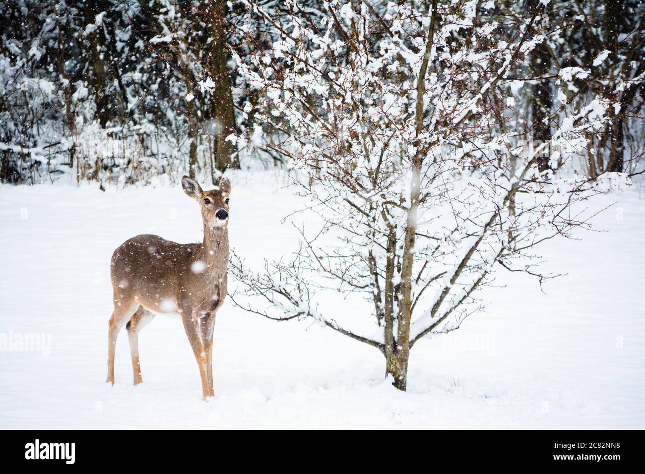 Deer Standing by a Snow Covered tree in Winter Stock Photo - Alamy