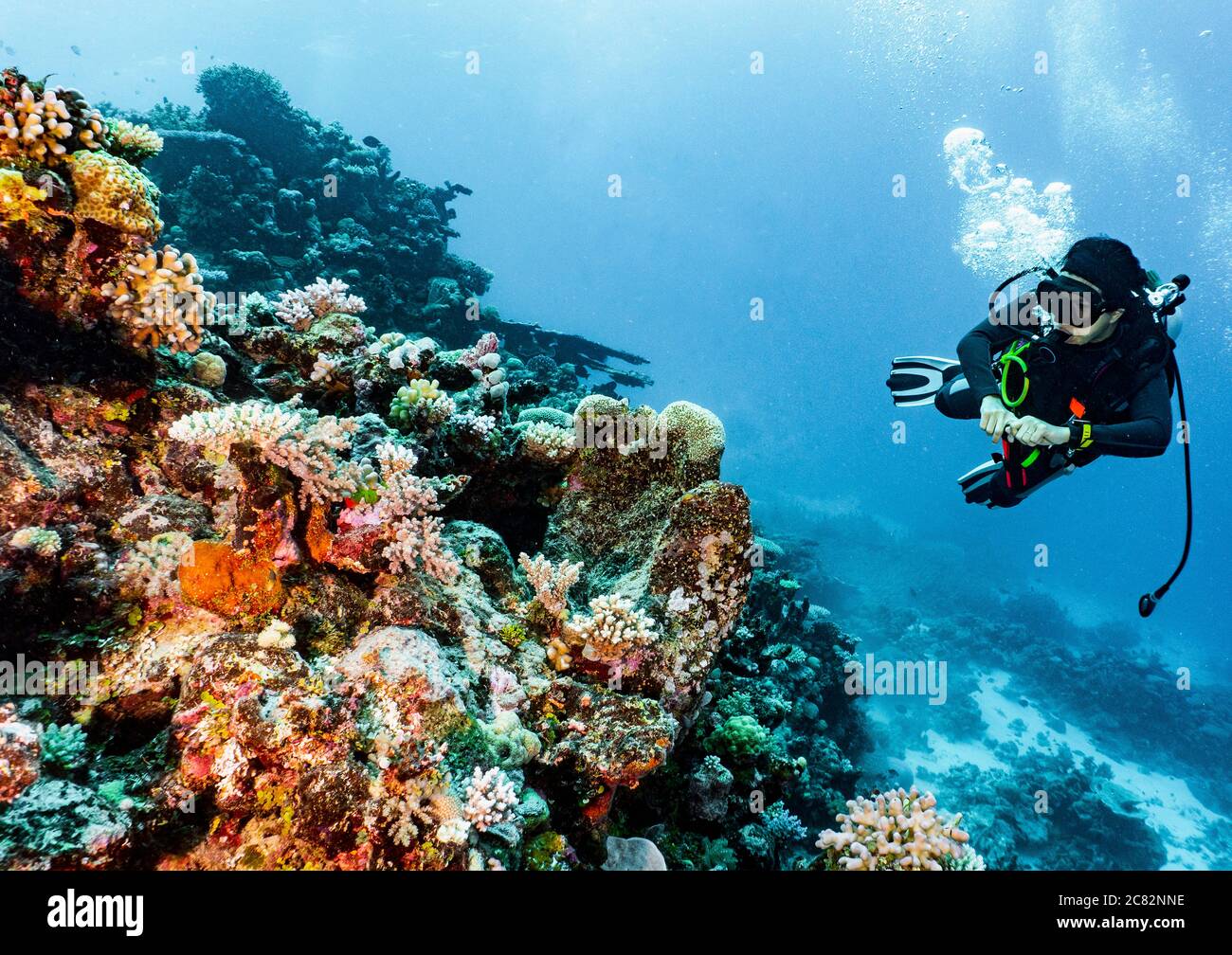 Scuba diver exploring coral at the Great Barrier Reef Stock Photo - Alamy