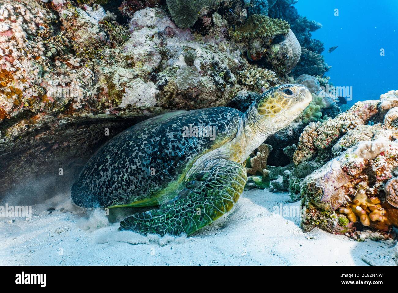 giant green sea turtle (Chelonia mydas) at the Great Barrier Reef Stock ...