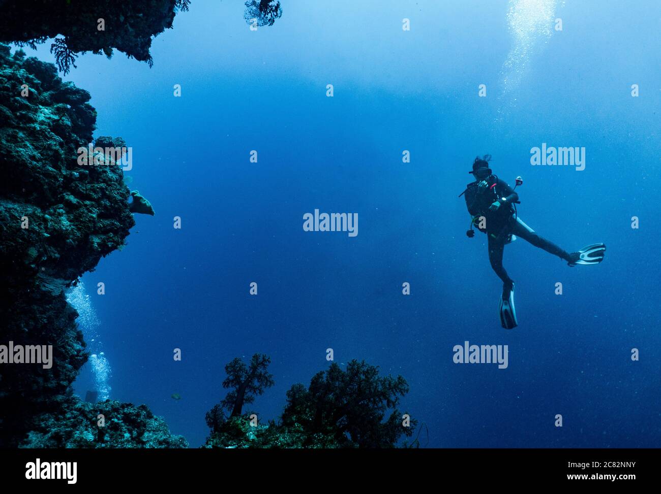 Scuba diver exploring coral at the Great Barrier Reef Stock Photo - Alamy