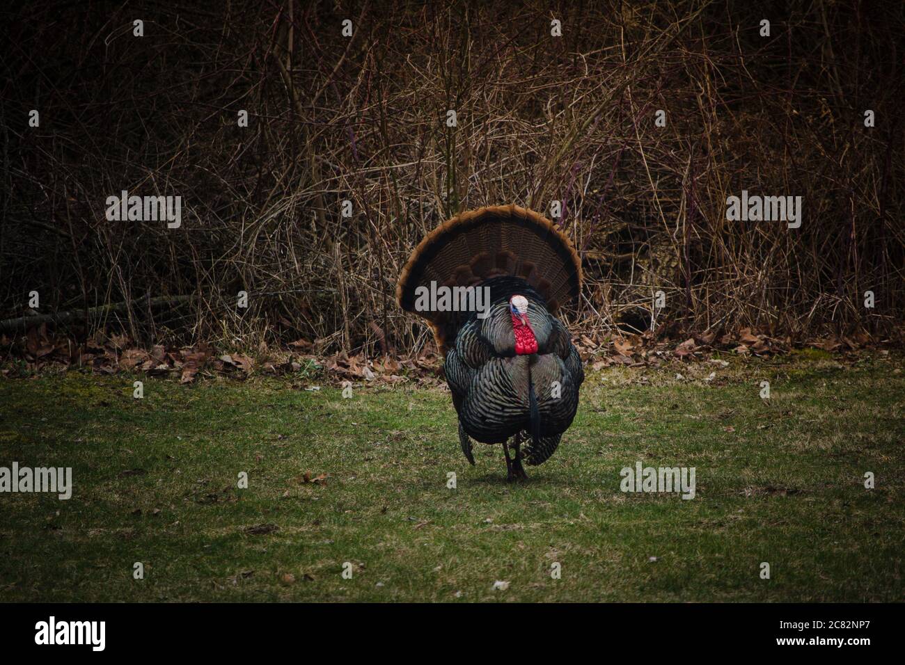 Tom bird hi-res stock photography and images - Alamy