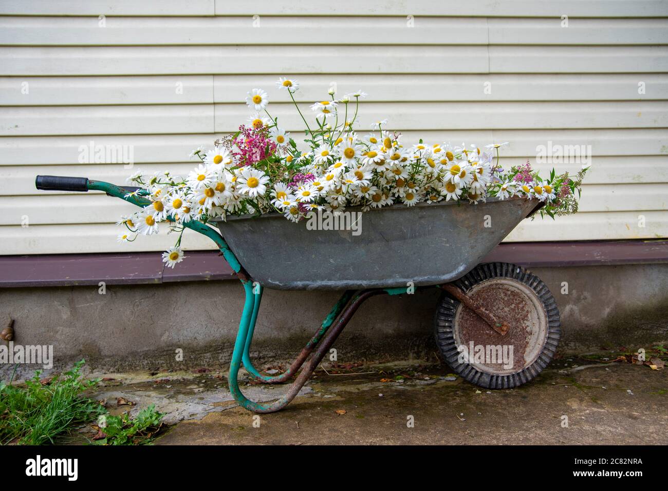 A garden wheelbarrow full of daisies stands against the wall Stock ...
