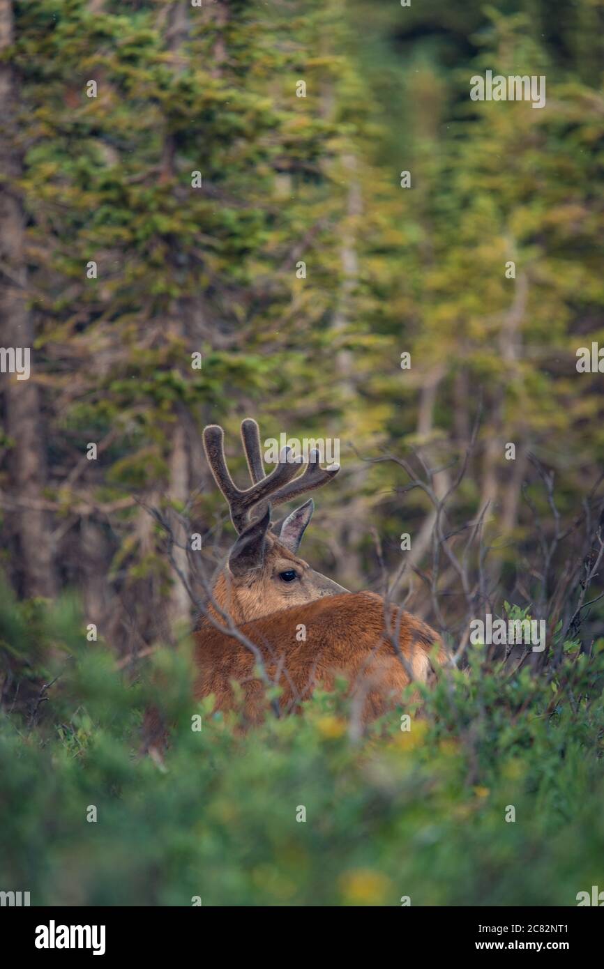 Stag rut mountains hi-res stock photography and images - Alamy