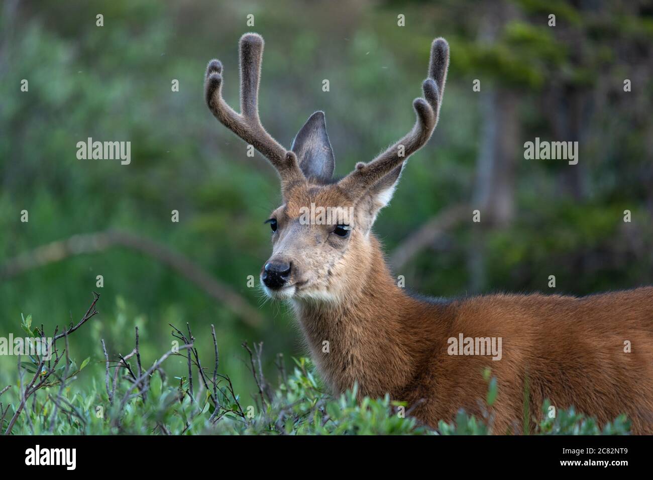 Mule deer portrait against a background of forest Stock Photo - Alamy