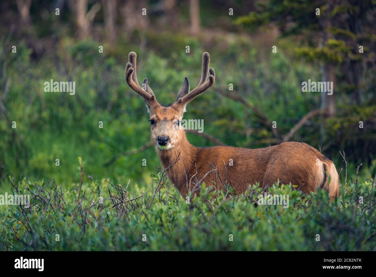 Mule deer grazing in deep forest Stock Photo - Alamy