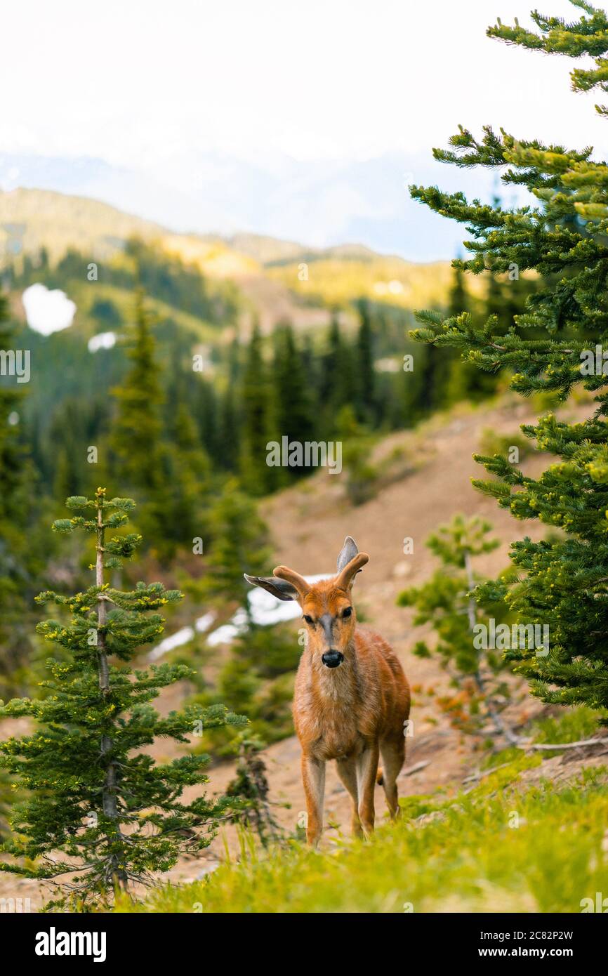 Exploring local wildlife hi-res stock photography and images - Alamy