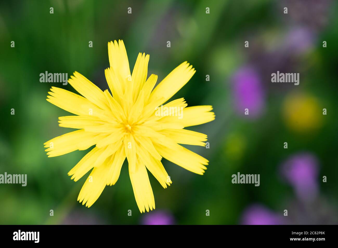 Yellow Hawkweed flower from above with out of focus / bokeh background ...