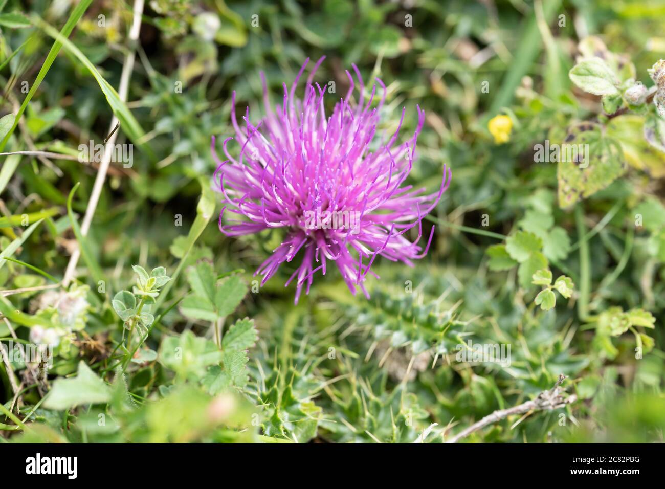 Dwarf thistle (Cirsium acaule), UK Stock Photo - Alamy