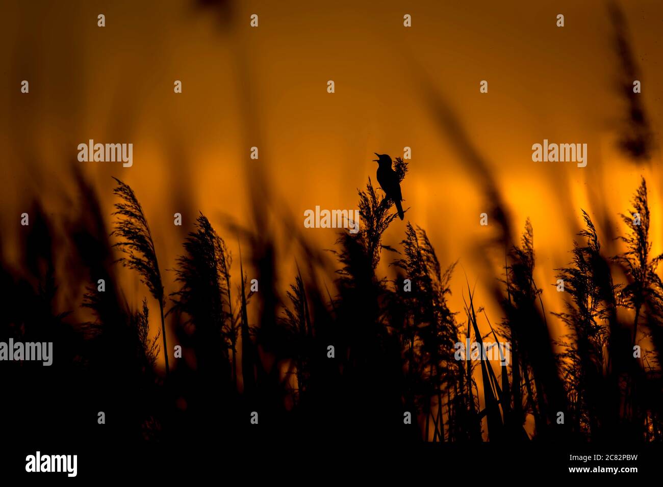Sunset nature and birds. Sunset colors background Stock Photo - Alamy