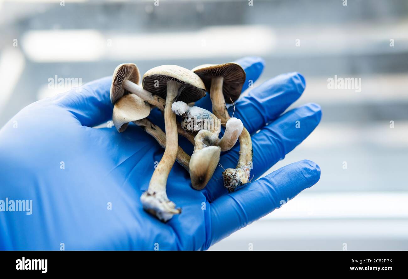 Medical research on psilocybin. Legalization of psilocybin mushrooms in ...